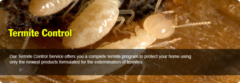 Houston Termite Control - Houston Pest Control Bug N Out